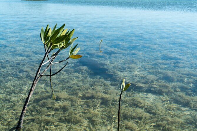 Guided Clear Kayak Eco-Tour Near Key West - The Sum Up