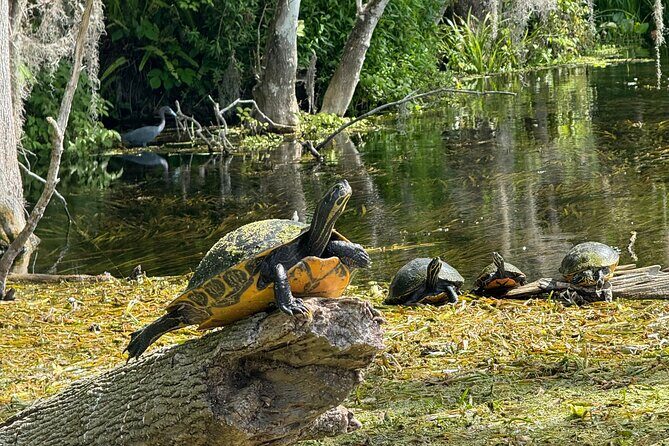 Guided Clear Kayak Tours on the Silver River - What Makes the Silver River Kayak Tour Stand Out