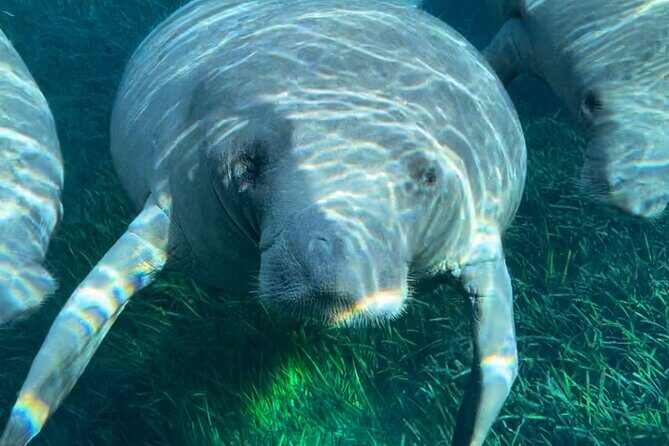 Guided Clear Kayak Tours on the Silver River - FAQs