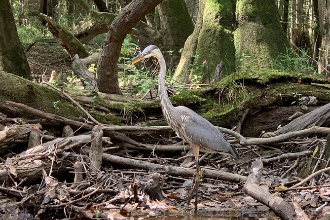Guided Congaree National Park Kayak Tour - The Guides: Your Navigators and Naturalists