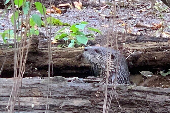 Guided Congaree National Park Kayak Tour - Why This Tour Could Be Perfect for You
