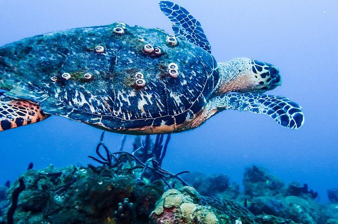 Guided Coral Reef Scuba Tour / 1 tank (Certified Divers Only) - Practical Details and Tips