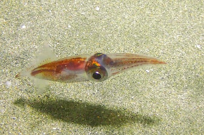 Guided Coral Reef Scuba Tour / 1 tank (Certified Divers Only) - FAQ