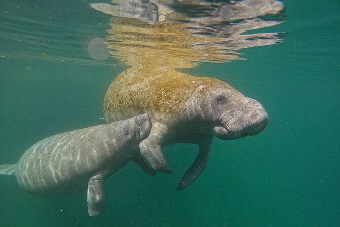 Guided Crystal River Manatee Snorkeling Tour - Key Points