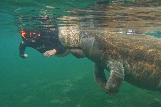 Guided Crystal River Manatee Snorkeling Tour - Authentic Encounters and Real Customer Feedback