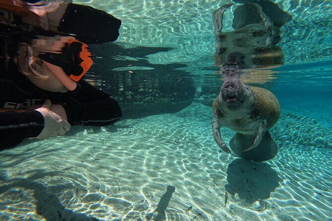 Guided Crystal River Manatee Snorkeling Tour - Who Will Love This Tour?