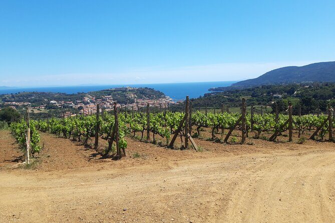 Guided Cycle Tourism Wine Tour by E-Bike on the Island of Elba "Arrighi" - Who Should Book This Tour?