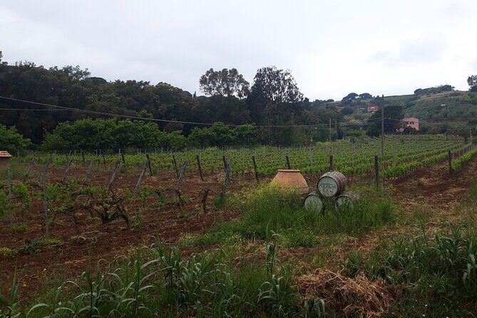 Guided Cycle Tourism Wine Tour by E-Bike on the Island of Elba "Arrighi" - The Sum Up