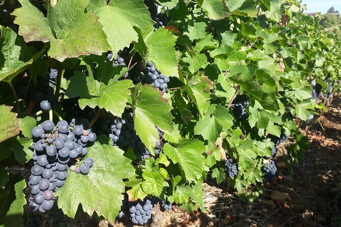 Guided Day Tour and Wine Tasting Northern Rhône Valley - Who Should Consider This Tour?