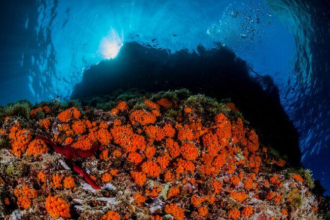 Guided diving for beginners without certification from Sorrento - The Practicalities: Logistics, Cost, and Group Size