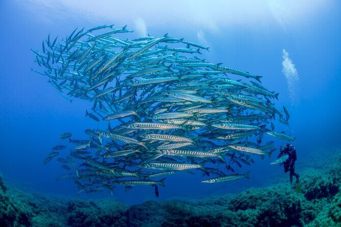 Guided diving for beginners without certification from Sorrento - Reviews and Real Traveler Feedback
