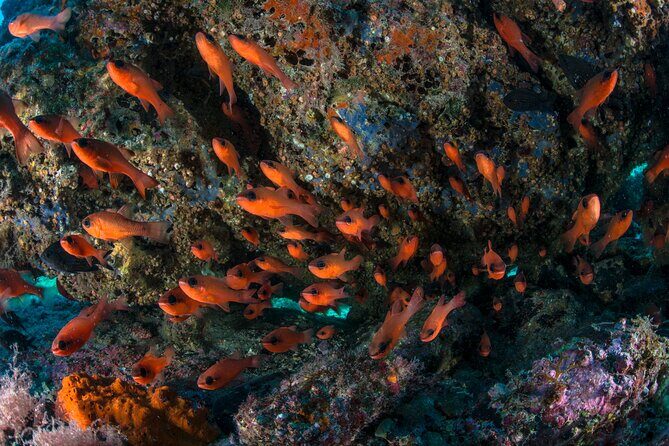 Guided diving for beginners without certification from Sorrento - Why This Tour Stands Out