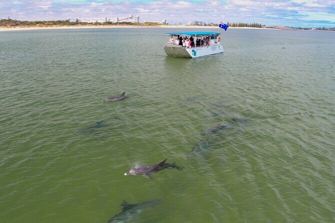 Guided Dolphin Eco-Cruise in Koombana Bay - Key Points
