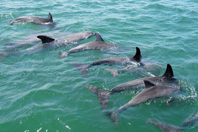 Guided Dolphin Eco-Cruise in Koombana Bay - Practical Details and Tips