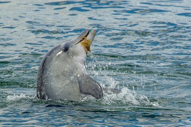 Guided Dolphin Eco-Cruise in Koombana Bay - The Sum Up