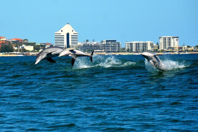 Guided Dolphin Eco-Cruise in Koombana Bay - FAQs