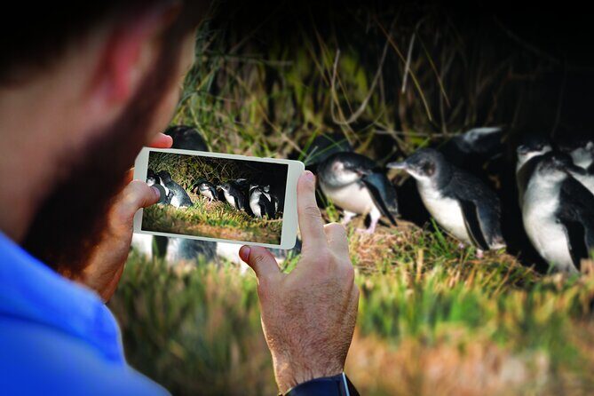 Guided Evening Penguin Viewing Otago Peninsula, Dunedin, New Zealand - An In-Depth Look at the Tour Experience