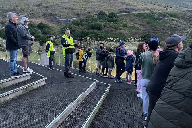 Guided Evening Penguin Viewing Otago Peninsula, Dunedin, New Zealand - The Sum Up