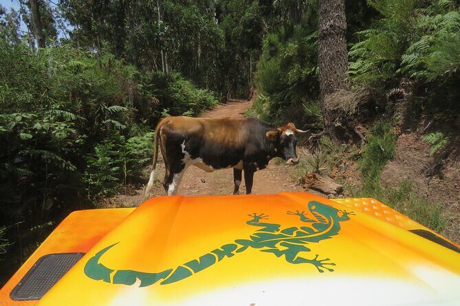 Guided Exploration of Southwest Madeira in a 4x4 - Key Points