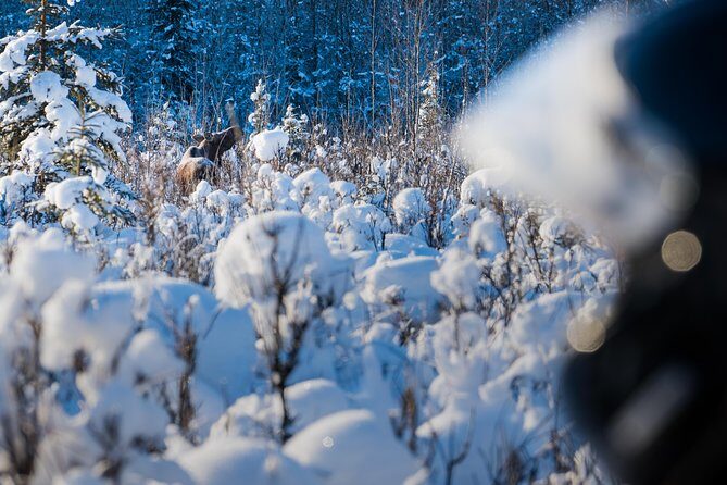 Guided Fairbanks Snowmobile Tour - What to Expect: A Step-by-Step Breakdown