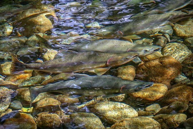Guided Fishing Adventure in Whistler - An In-Depth Look at the Whistler Guided Fishing Tour