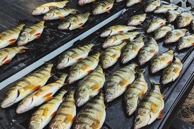 Guided Fishing Trip on Lake Cascade - What to Expect During Your Day on Lake Cascade