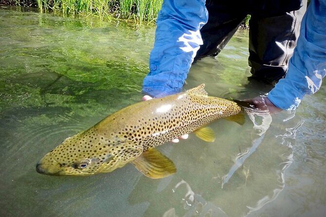 Guided Fly Fishing on Truckee River, Lake Tahoe, Truckee and Reno - Key Points: