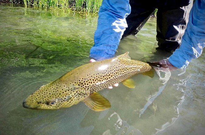 Guided Fly Fishing on Truckee River, Lake Tahoe, Truckee and Reno - FAQ