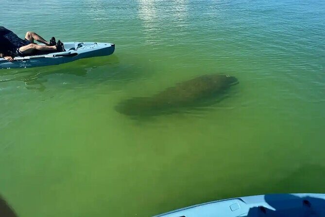 Guided Glow LED Kayak Sunset Activity in Bonita Springs - Who Would Love This Tour?