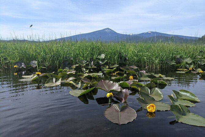 Guided Half-Day Kayak Tour - The Experience: What You Can Expect