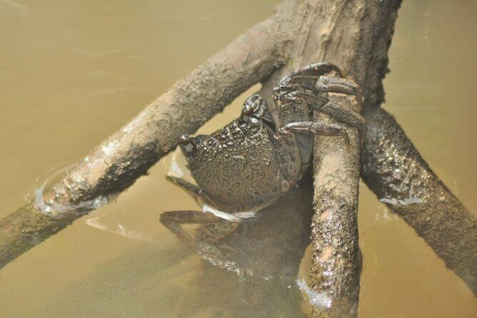 Guided Half Day Mangrove Safari Tour In Langkawi - Sharing Basis - Who Will Love This Tour?