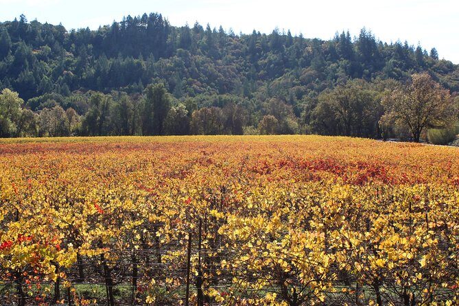 Guided Healdsburg Wine Country Bike and Wine Tasting Tour with lunch - The Bikes and Equipment