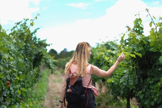 Guided Healdsburg Wine Country Bike and Wine Tasting Tour with lunch - Tasting Fees and Additional Costs