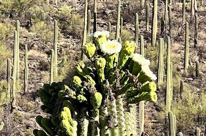 Guided Hike in the Sonoran Desert - Practical Details and Tips