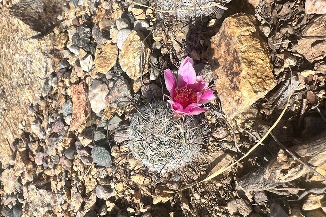 Guided Hike in the Sonoran Desert - Who Will Love This Tour?
