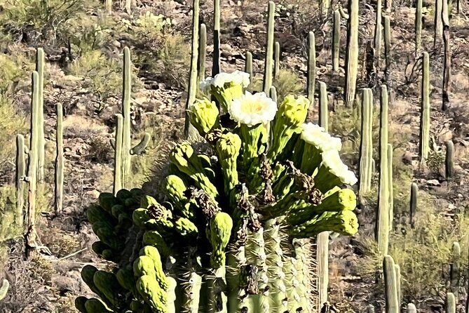 Guided Hike in the Sonoran Desert - Final Thoughts