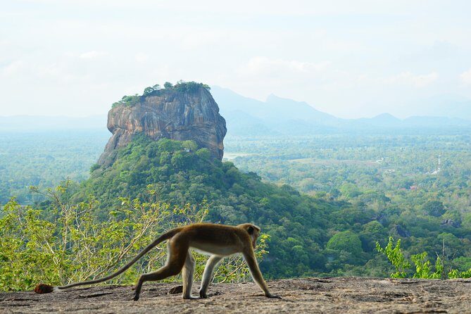 Guided Hike & Picnic with an Amazing View on Pidurangala Rock - Key Points