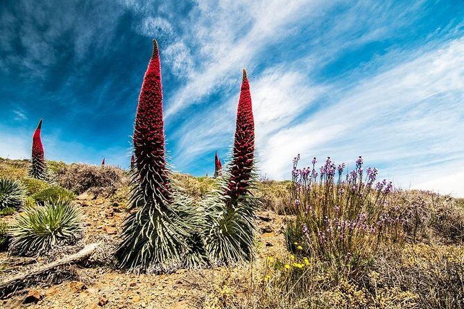Guided Hike - The Tajinaste Trail - Who Will Love This Tour?