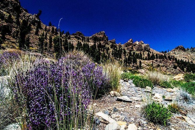 Guided Hike - The Tajinaste Trail - Frequently Asked Questions