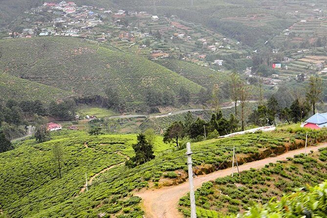 Guided Hike to Single Tree Hills from Nuwara Eliya - Key Points