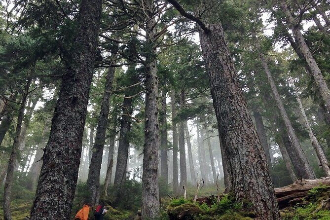Guided Hike | TONGASS NATIONAL FOREST - Why This Hike Is Worth Considering