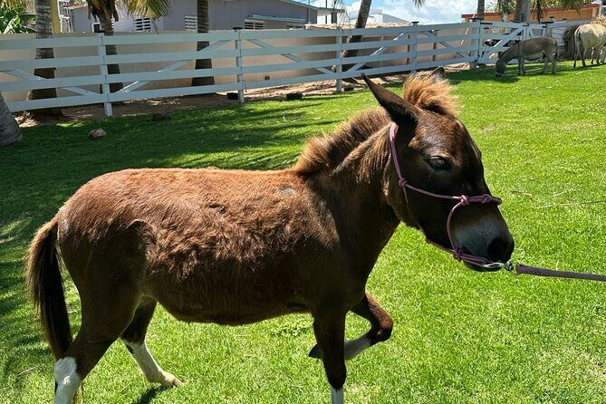 Guided Hike with Miniature Donkeys to a Secluded Beach - An In-Depth Look at the Experience
