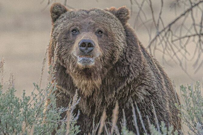 Guided Hiking Adventure in Yellowstone with Lunch - Why Choose This Yellowstone Hiking Tour?