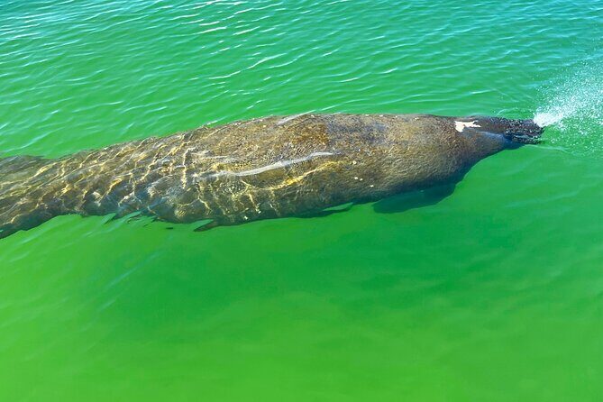 Guided Hobie Kayak EcoTour: Premium Eco Experience Bonita Springs - Price and Value