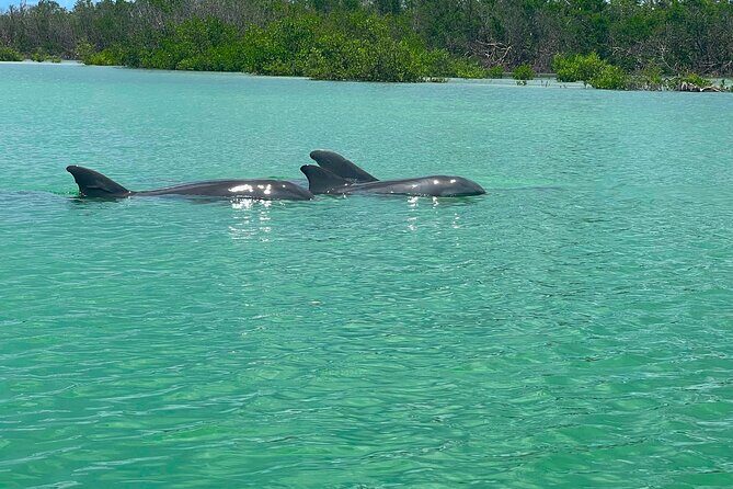 Guided Hobie Kayak EcoTour: Premium Eco Experience Bonita Springs - Final thoughts