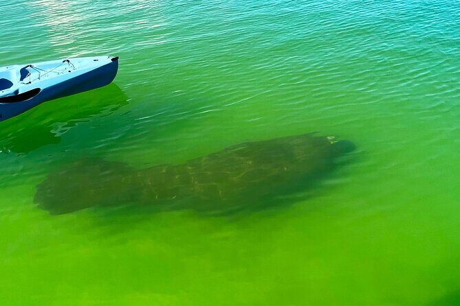 Guided Hobie Kayak EcoTour: Premium Eco Experience Bonita Springs - FAQs