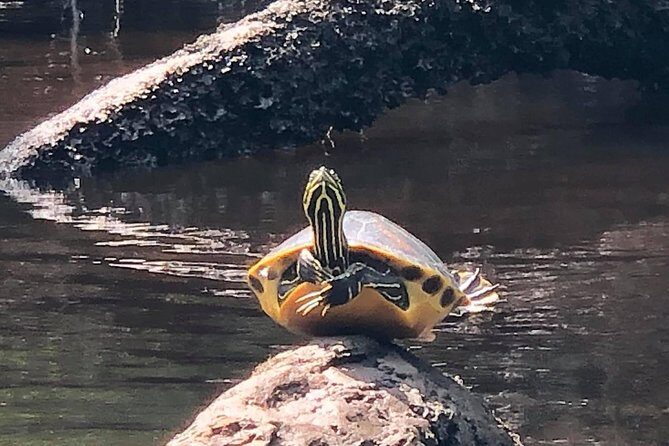 Guided Kayak Eco Tour: Real Florida Adventure - Why Travelers Love This Tour (Based on Reviews)