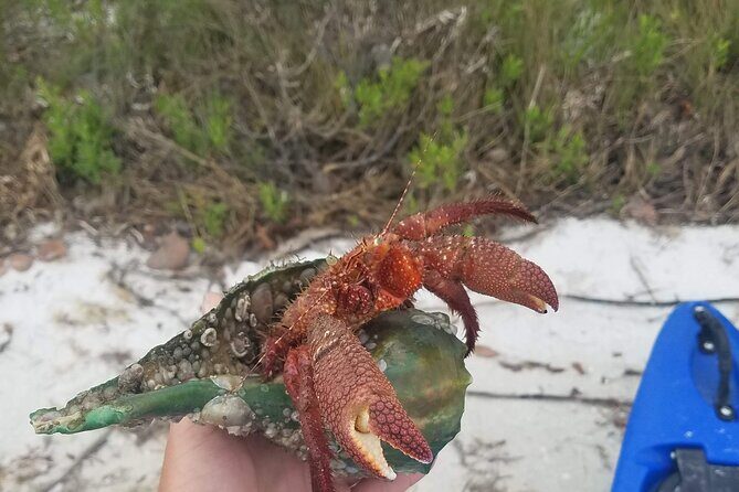 Guided Kayak EcoTour of Beautiful Shell Key Preserve - Final Thoughts