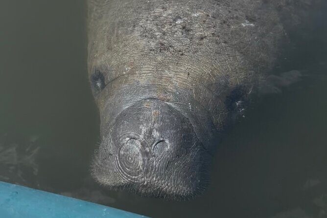 Guided Kayak Experience at EG Simmons Park - Analyzing the Experience: What You’re Really Getting