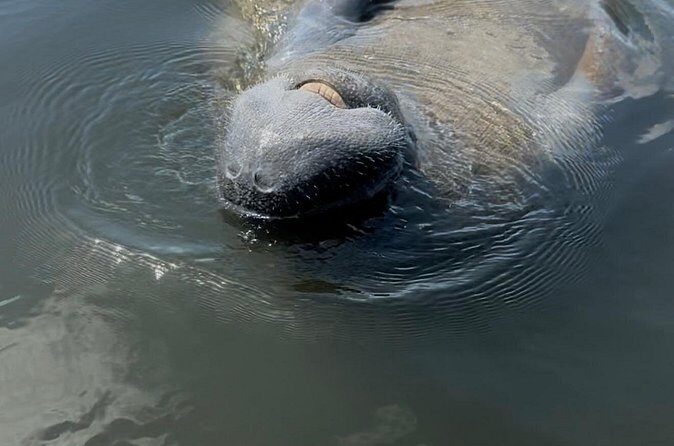 Guided Kayak Experience at EG Simmons Park - Frequently Asked Questions